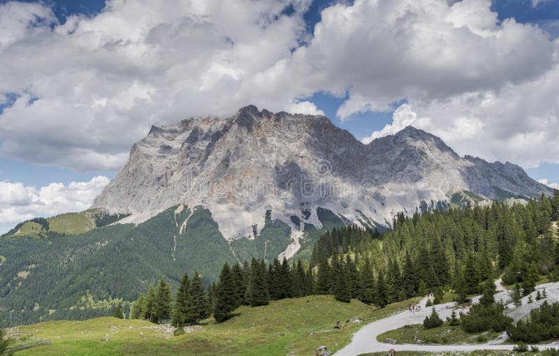 Meadows and Forest of Norway Spruce, Picea Abies Stock Photo - Image of ...