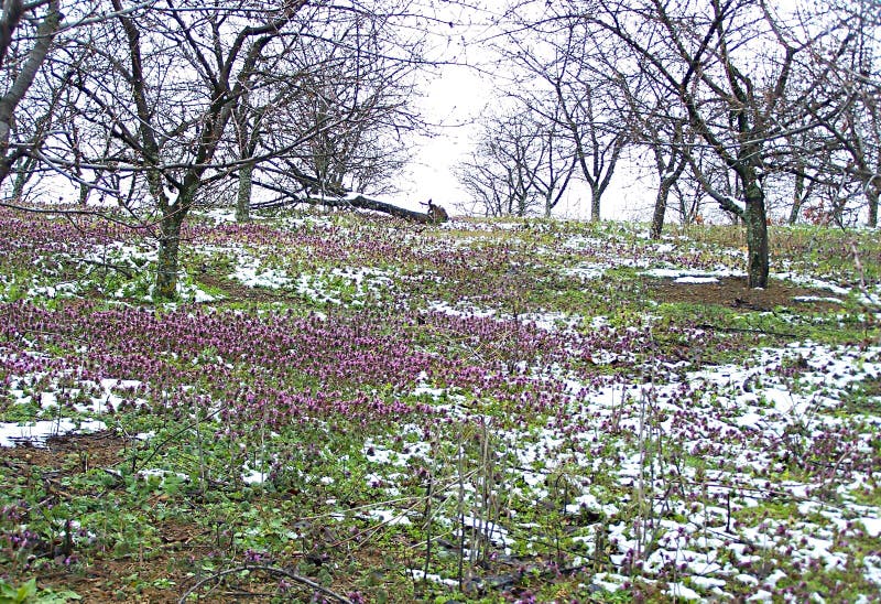 Meadows in march stock image. Image of forest, hill - 113297907