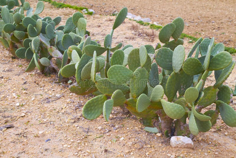 Meadows of Prickly Pear Trees Stock Image - Image of meadow, exotic ...