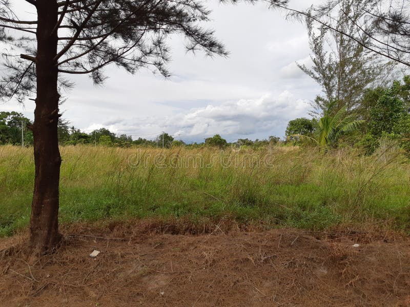 Meadows by the roadside stock image. Image of grass - 203446395
