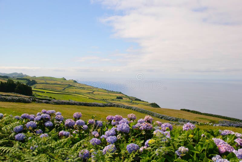 Field and Hydrangeas in the Faial Island Stock Image - Image of field ...