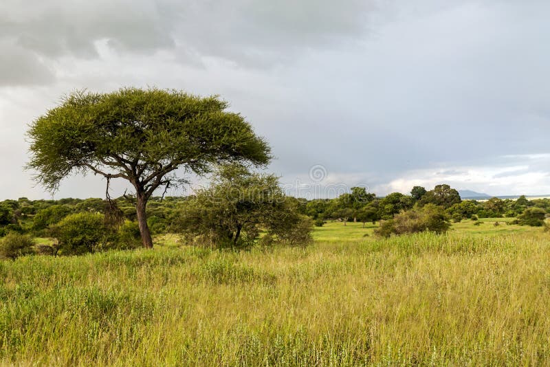 African Acacia tree stock photo. Image of stem, plant - 3095142
