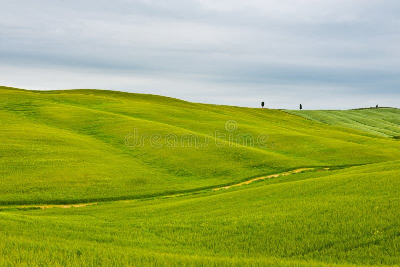 Meadows of Tuscany stock image. Image of agriculture - 25389005