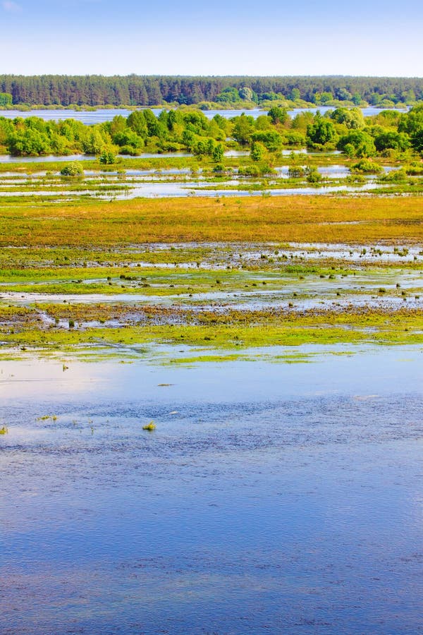 Meadows Under a Clear Spring Sky Stock Photo - Image of grass, forest ...