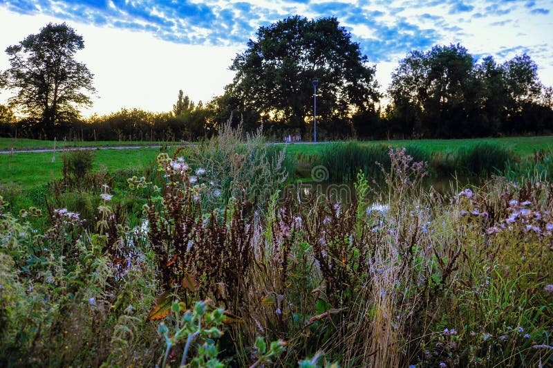 Meadows with Wild Flowers in Spring Stock Photo - Image of grass ...
