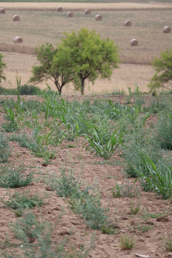 Meager Harvest stock photo. Image of compensation, damage - 255100502