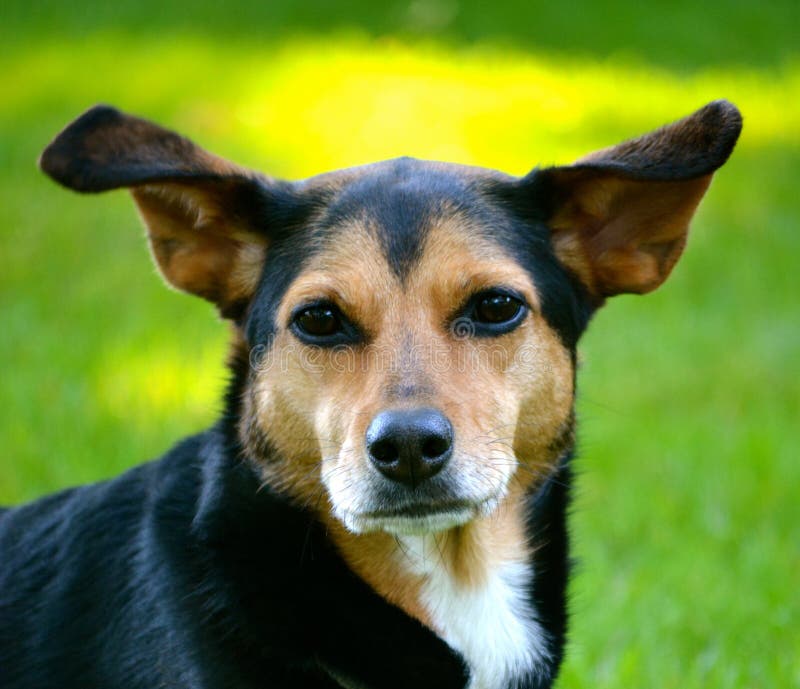 Meagle Min Pin Beagle Mixed Breed Dog Stock Photos - Free & Royalty ...