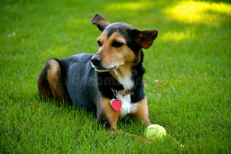 Meagle-Min-Pin Beagle Mixed Breed Dog Stock Image - Image of minpin ...