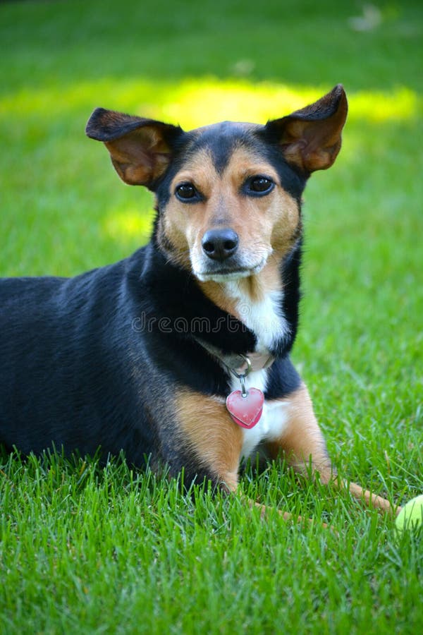 Meagle-Min-Pin Beagle Mixed Breed Dog Stock Image - Image of beagle ...