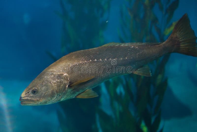 Meagre Argyrosomus regius stock image. Image of fish - 140615613