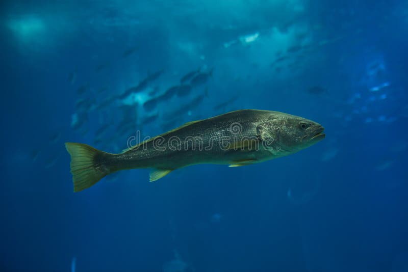Meagre Argyrosomus regius stock image. Image of fish - 140615613