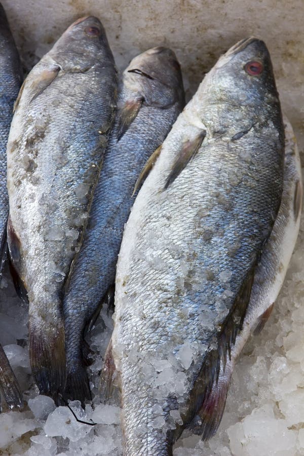 Meagre Fish with Ice in Fish Market Stock Photo - Image of meal, great ...