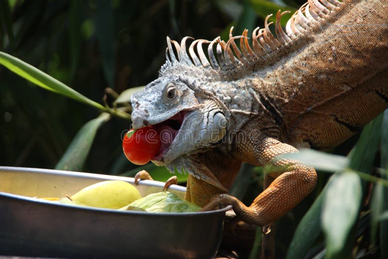 The meal of iguana stock image. Image of crest, food - 38367027