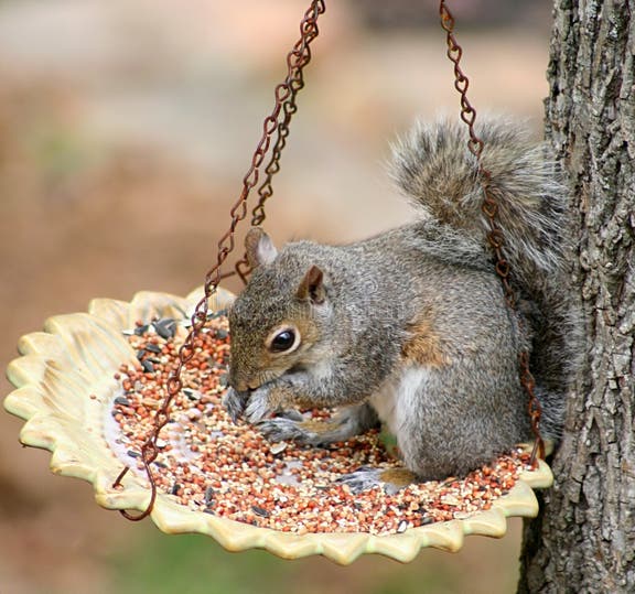 Meal Time stock image. Image of cute, feed, small, outdoors - 2391017