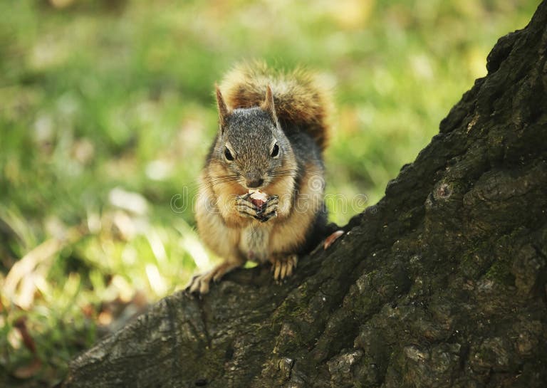Meal Time of the Squirrel in the Forest Stock Image - Image of time, grass: 269758569