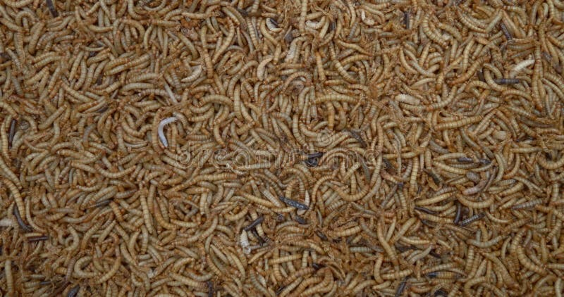 Worms stock video. Video of angling, compost, humus - 245876573