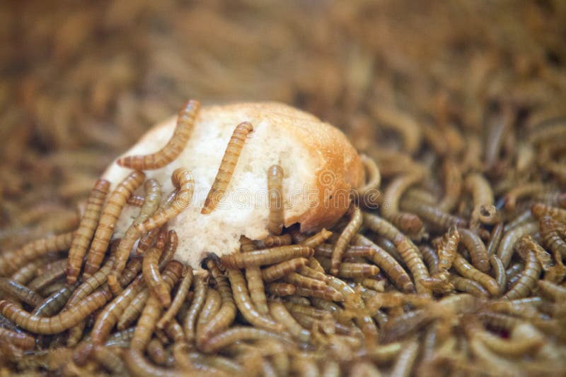 Meal worms on bread stock photo. Image of breakfast, bread - 60259204