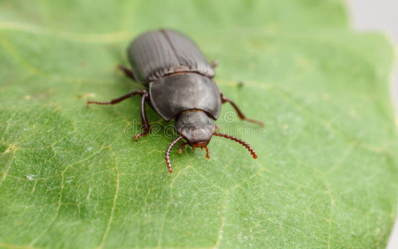 A Mealworm Beetle stock photo. Image of nature, beetle - 49574802