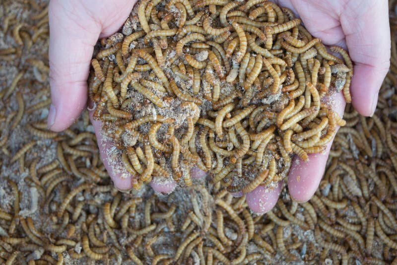 Mealworm in hand stock photo. Image of birds, fright - 65724898