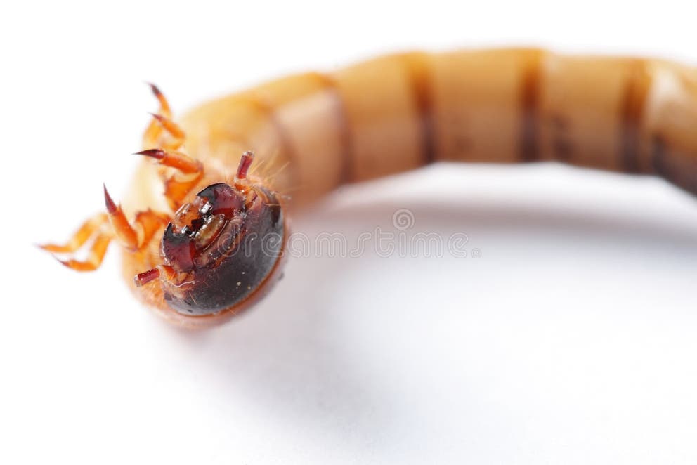 Superworm isolated stock image. Image of superworm, larva - 6210287