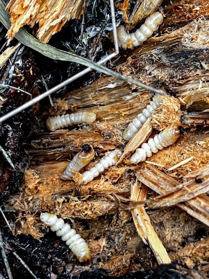 Pine Stump, Result of Tree Felling. Total Deforestation, Cut Forest ...