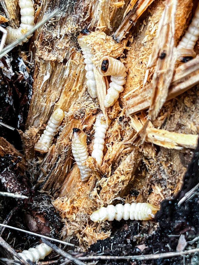 Pine Stump, Result of Tree Felling. Total Deforestation, Cut Forest ...