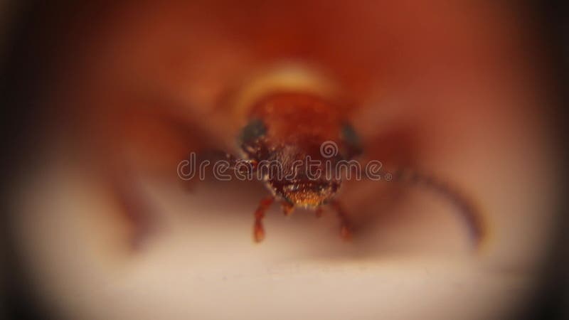 Mealworm Under the Microscope, Adult. Beetle Face. Superworm Insects ...