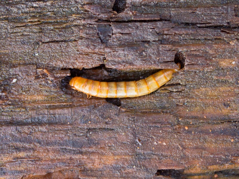 Elateridae Larvae