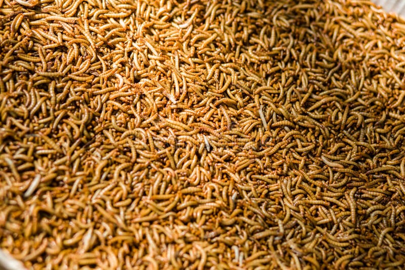 Mealworms stock photo. Image of bird, molitor, grub - 102475752