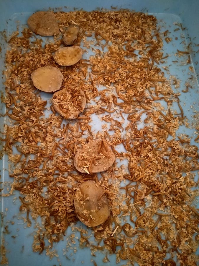 Mealworms insects stock photo. Image of feed, feeds - 277919596