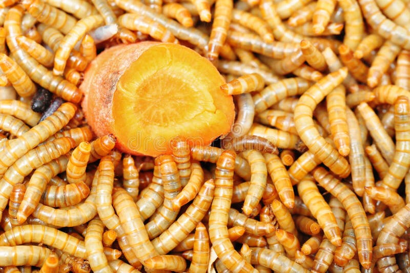 Background of Many Living Mealworm Larvae Stock Image - Image of ...