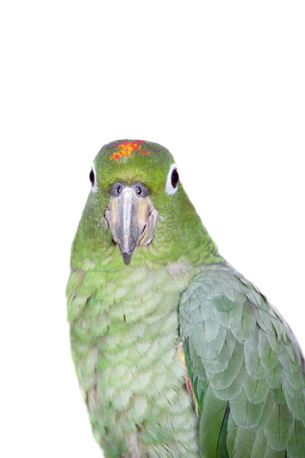 Mealy Amazon Isolated on White Stock Image - Image of color, beak: 55698129