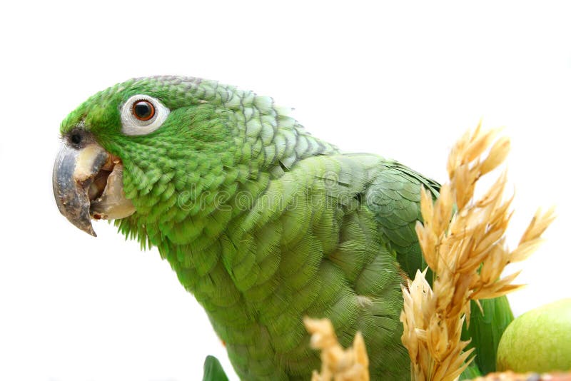 Mealy Amazon Parrot Eating on White Stock Photo - Image of green ...