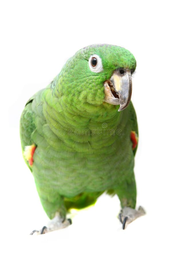 Mexican Red-headed Amazon Parrot Stock Photo - Image of looking, green ...