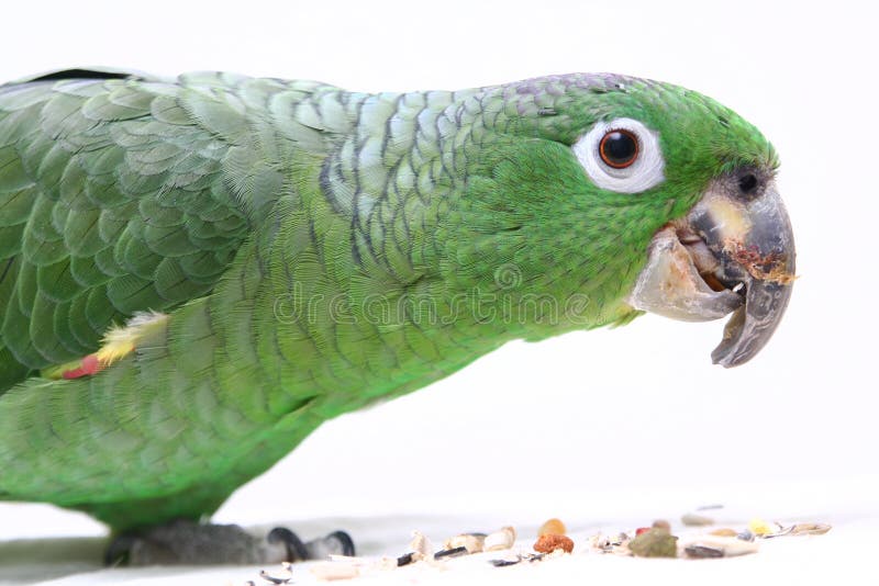 Mealy Amazon Parrot on White Background Stock Image - Image of amazona ...