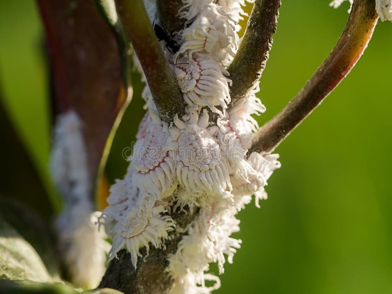 Mealy bug on branch stock image. Image of natural, cotton - 283396997