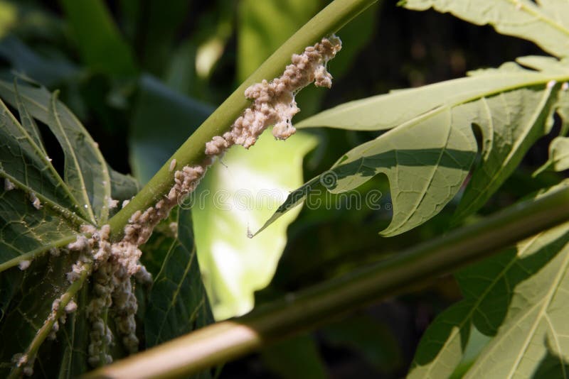 Mealy Bug Infested on Papaya Leaf Stock Image - Image of organic ...