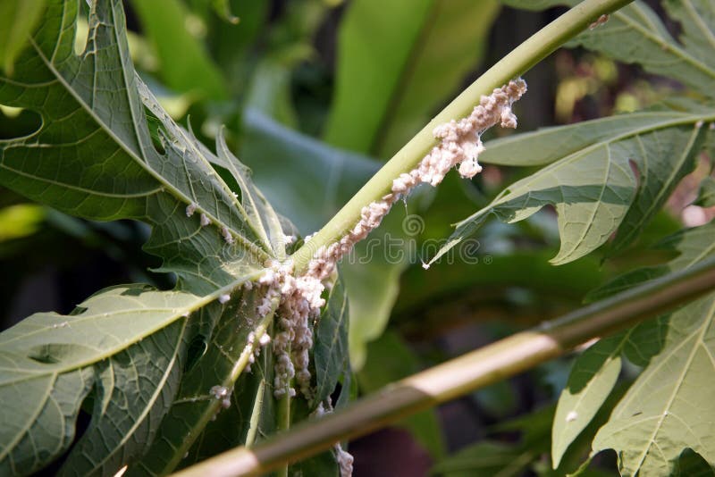 Papaya Sap Stock Photos - Free & Royalty-Free Stock Photos from Dreamstime