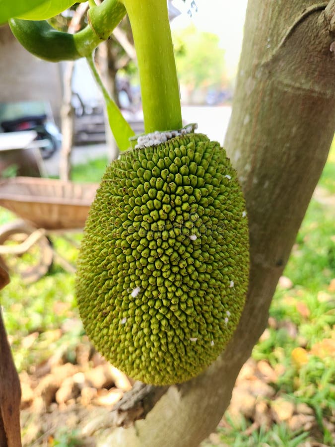Mealy Bug (Planococcus Lilacinus) Attack on Young Jackfruit Stock Image ...