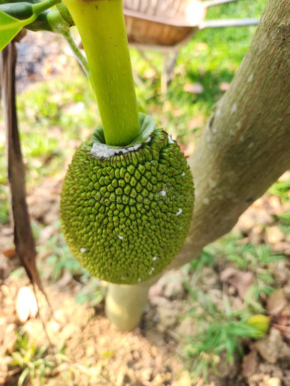 Mealy Bug (Planococcus Lilacinus) Attack on Young Jackfruit Stock Image ...