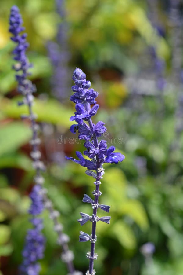 Mealy Cup Sage stock image. Image of mealycup, leaf - 138552093