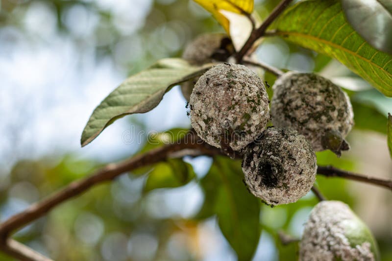 Mealybug Attack on Guava Trees. Stock Image - Image of microbiology ...