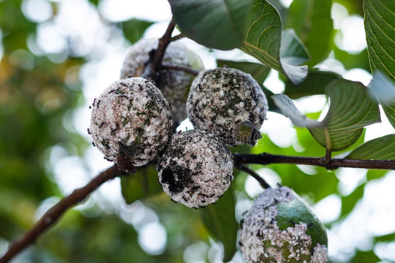 Mealybug Attack on Guava Trees. Stock Photo - Image of fruits, damage ...