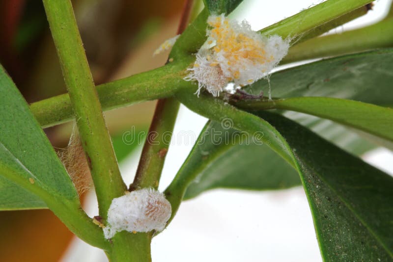 Mealybug Insects with Egg Sacks Stock Photo - Image of pseudococcidae ...