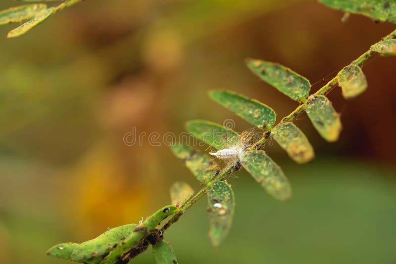 Pineapple Mealybug, Dysmicoccus Brevipes Stock Photo - Image of ...