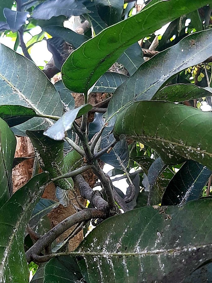Mealybug Pests Hiding Behind Mango Tree Leaves Stock Image - Image of ...