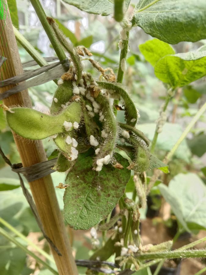 Mealybug Pests on Soybean Plants Stock Image - Image of leaf ...
