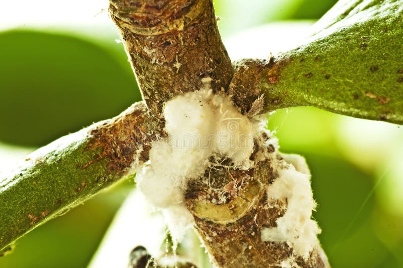 Mealybugs stock photo. Image of closeup, macro, creasy - 24984078