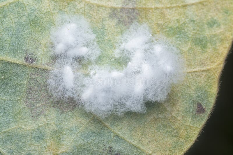 Mealybugs Blanc Flou Pseudococcidae Parasite Photo stock - Image du ...