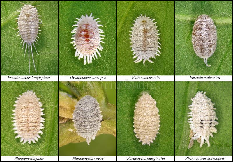 Mealybugs, Insectes D'échelle Photo stock - Image du sphérique, insecte ...
